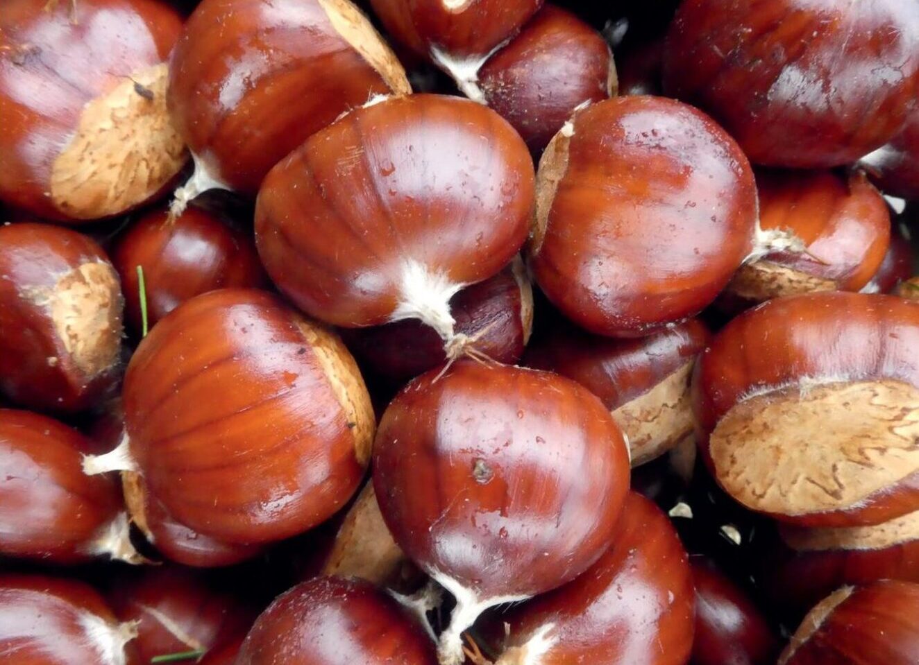 Tamme kastanje (Castanea spec.) voor vruchten, hout en bijproducten ...